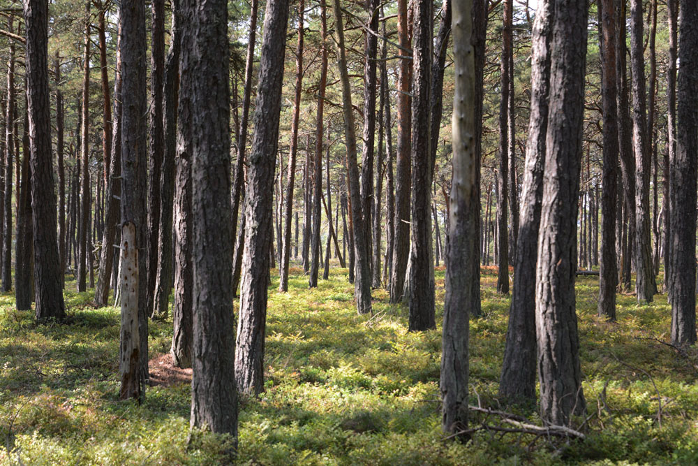 Ören med Torö stenstrand – Nynäshamns Naturskyddsförening